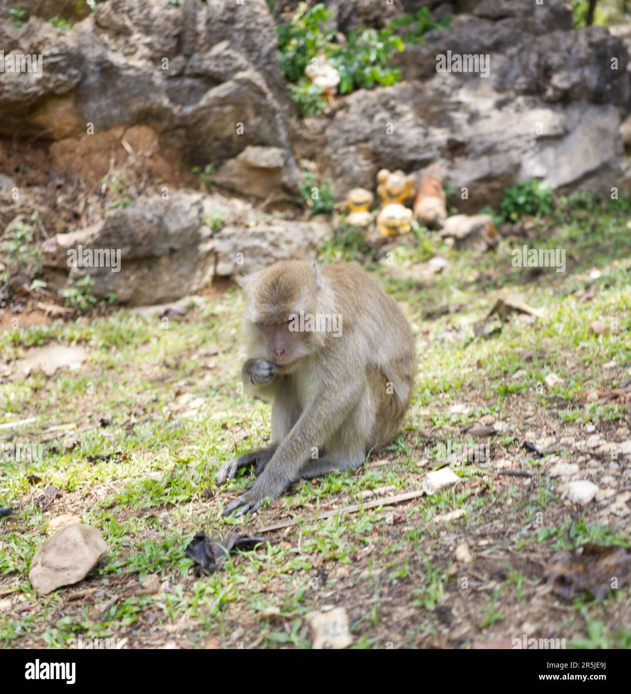 Balinese monkey life hi-res stock photography and images - Alamy