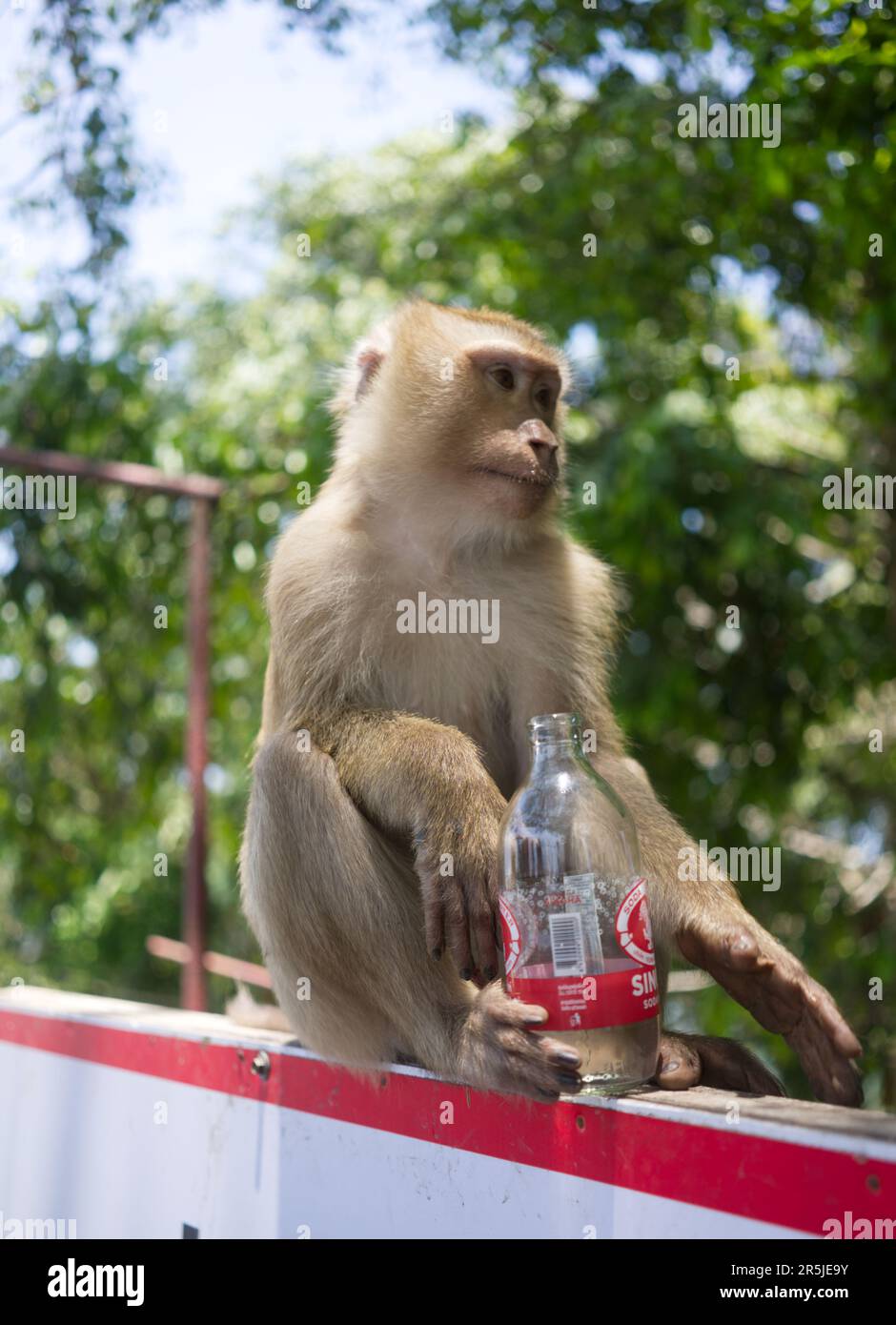 Sad monkey with an empty glass water bottle Stock Photo - Alamy