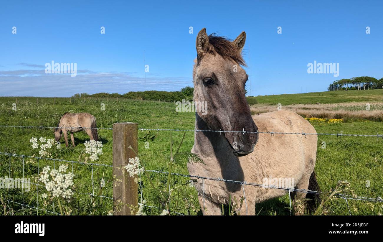 Loch of strathbeg nature hi-res stock photography and images - Alamy