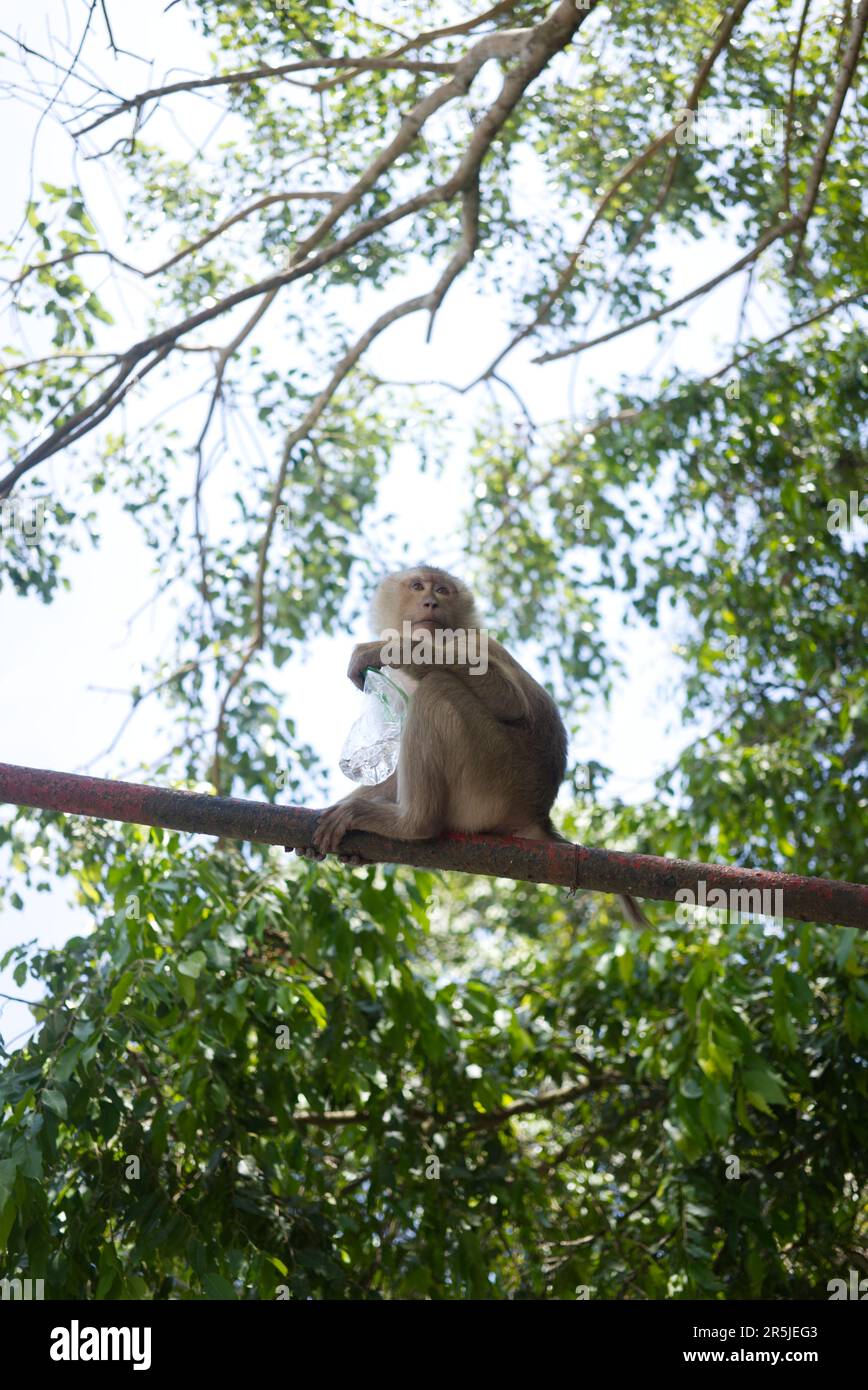 Monkey sitting on a tree with empty crushed plastic bottle trying to ...