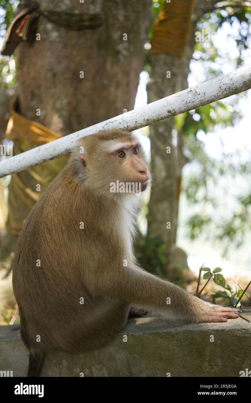 Balinese monkey life hi-res stock photography and images - Alamy