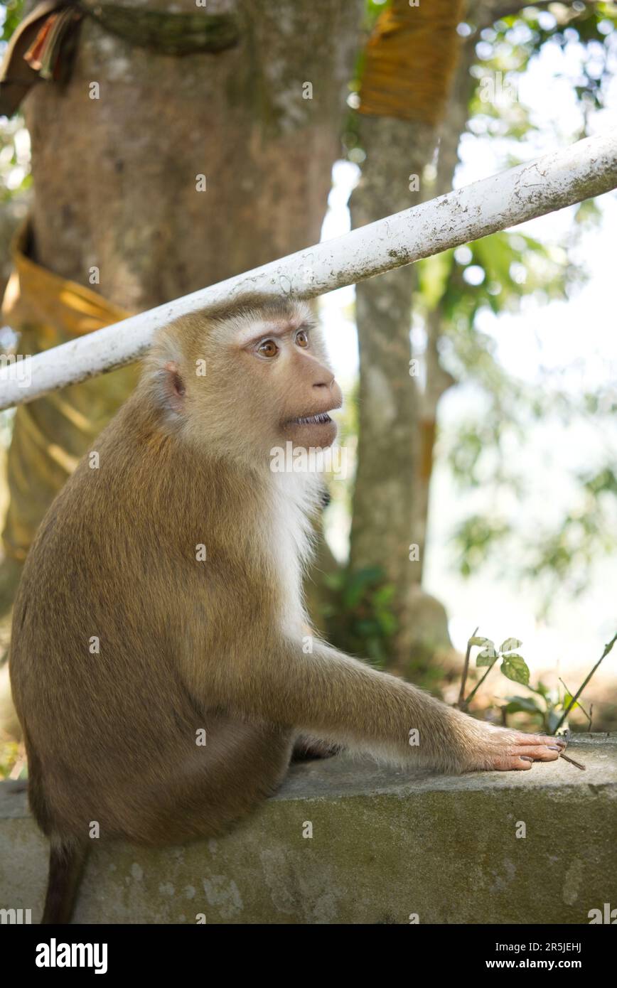 Balinese monkey life hi-res stock photography and images - Alamy