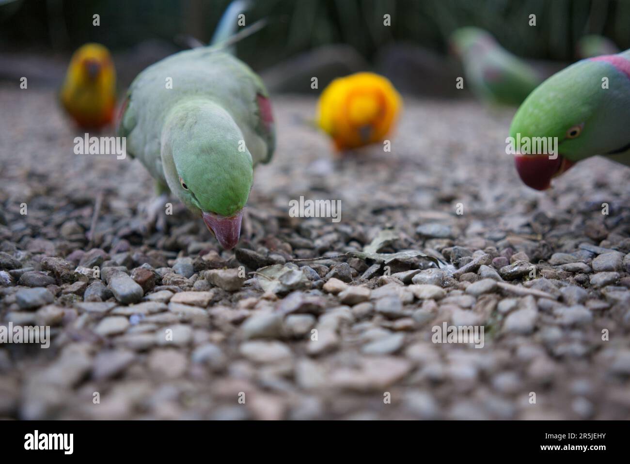 Amazon forest bugs and birds hi-res stock photography and images - Alamy