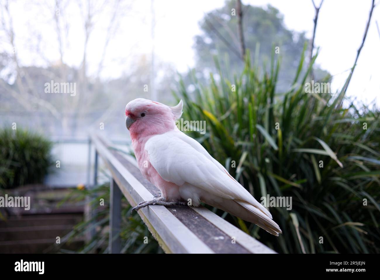 Pink parrot/cockatoo with white body at an aviary in Sunshine Coast ...