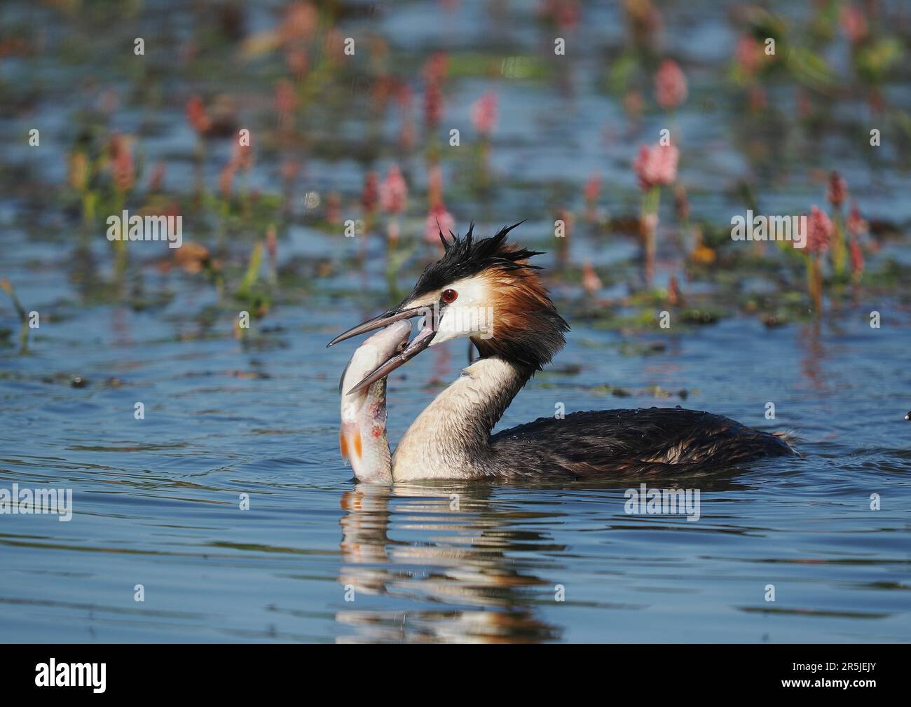Food 51 hi-res stock photography and images - Alamy