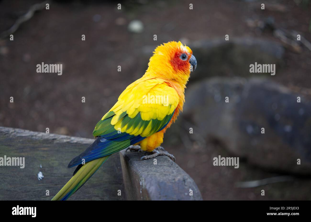 Golden parrot hi-res stock photography and images - Alamy
