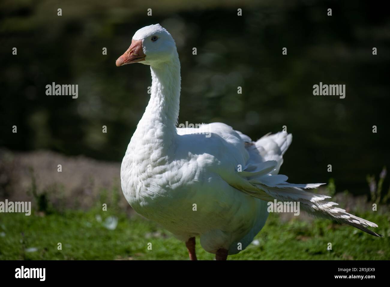 Side view of a white goose with wings sticking out, a condition known ...