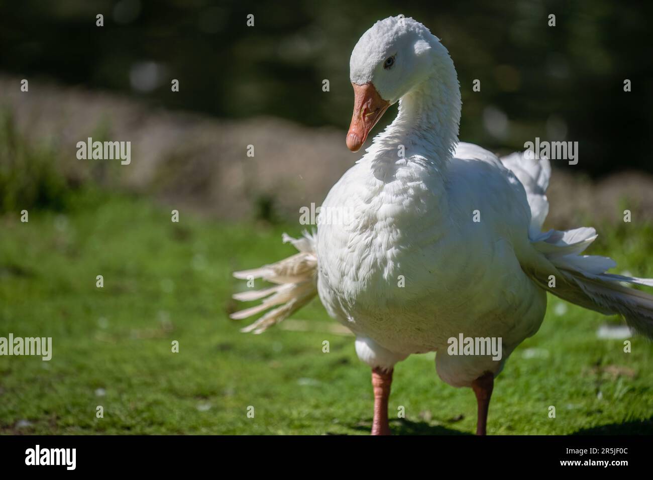 A white goose with wings sticking out, a condition known as Angel Wing ...