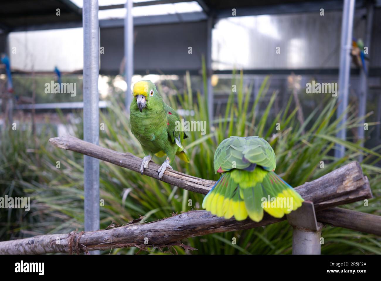 Two beautiful green parrot with yellow headed amazon facing one another ...