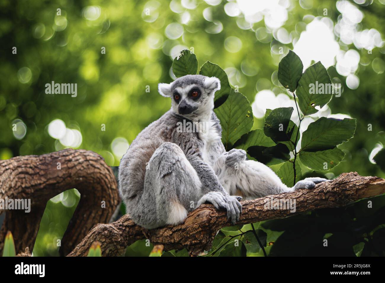 A Lemur, Native Animal of Madagascar, Sitting on the Branch of a Tree ...