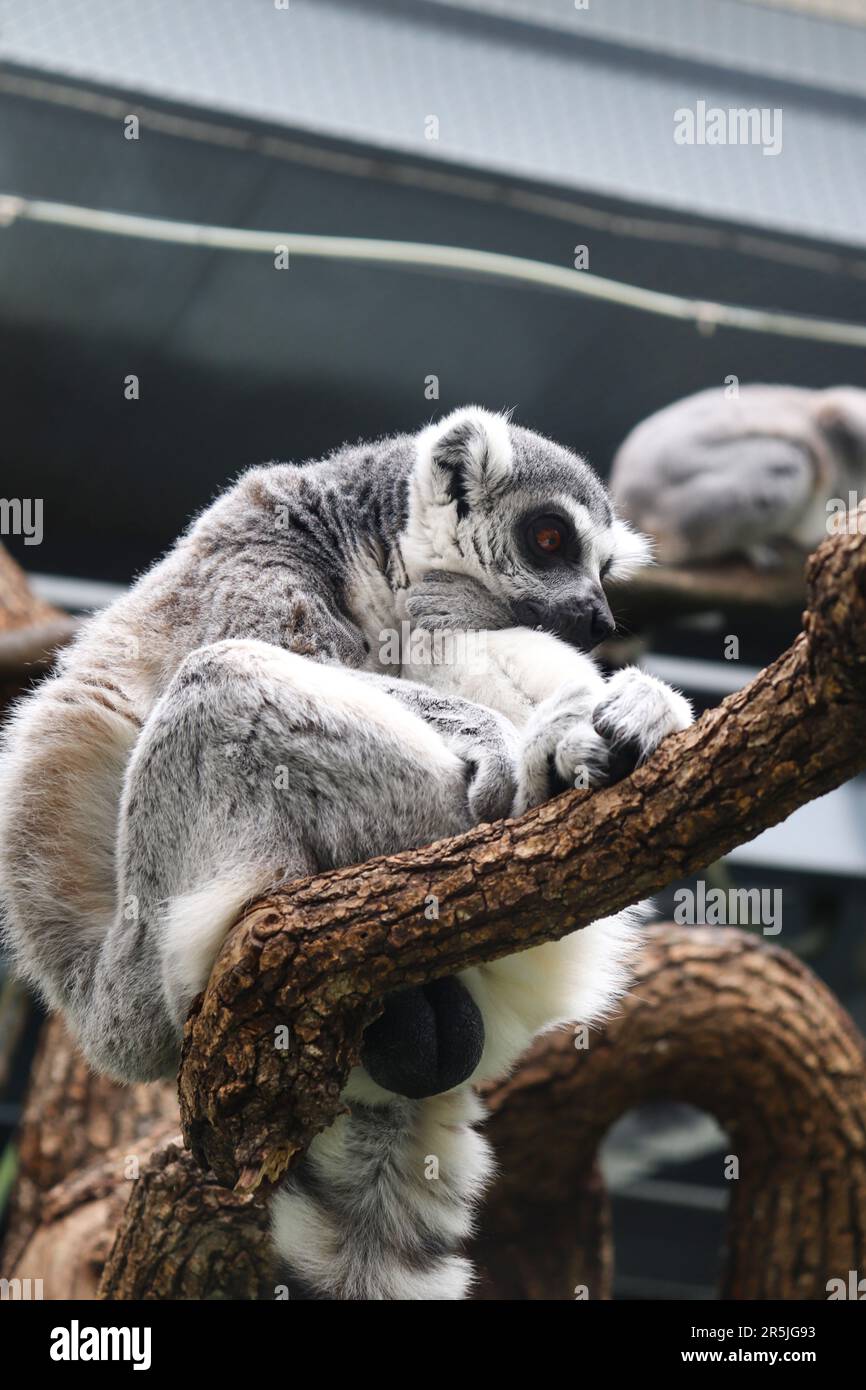 A Lemur, Native Animal of Madagascar, Sitting on the Branch of a Tree ...