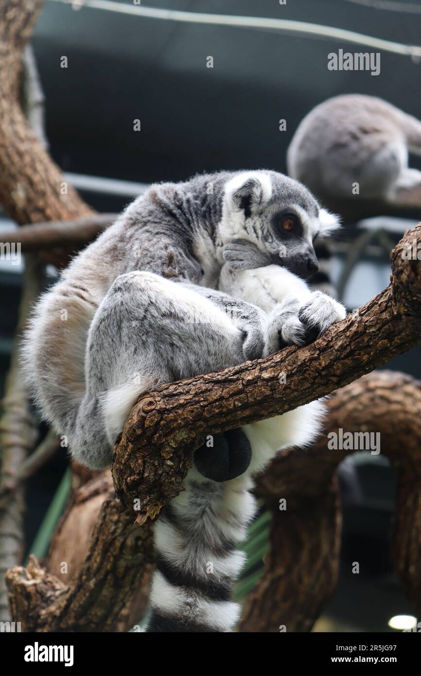 A Lemur, Native Animal of Madagascar, Sitting on the Branch of a Tree ...