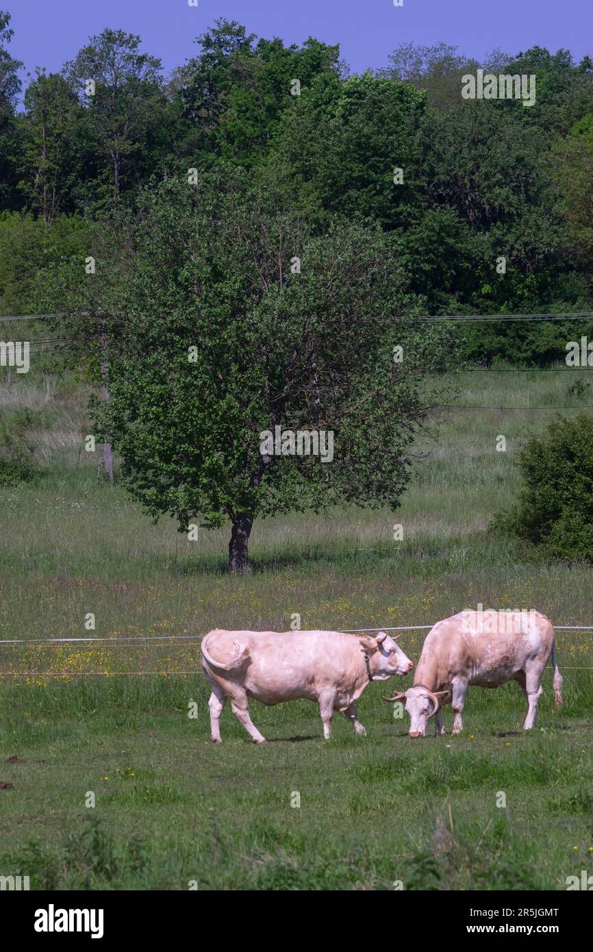 Agricultural farm two dairy hi-res stock photography and images - Alamy