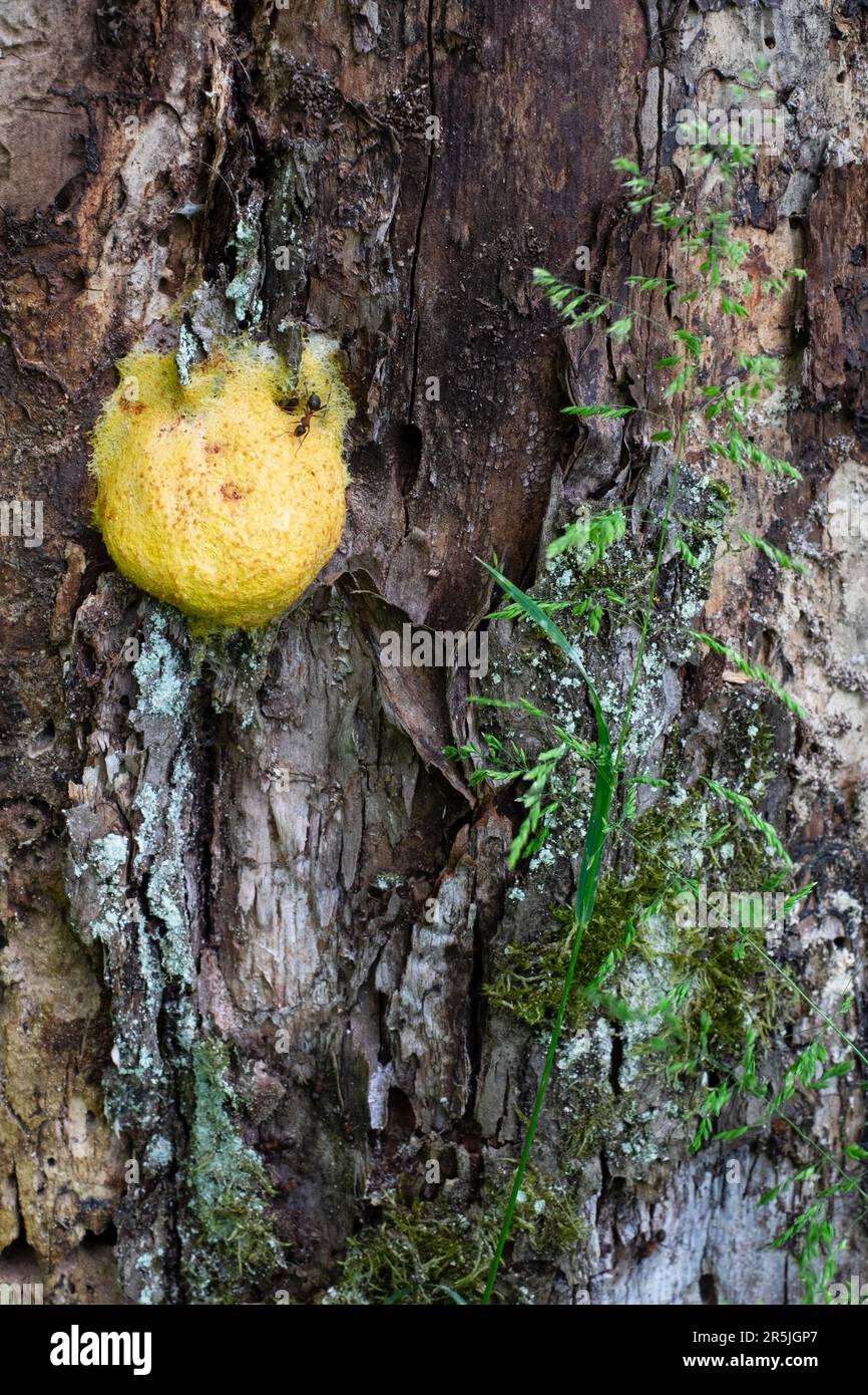 fuligo septical slime mould mold growing on dead tree stump zala county ...
