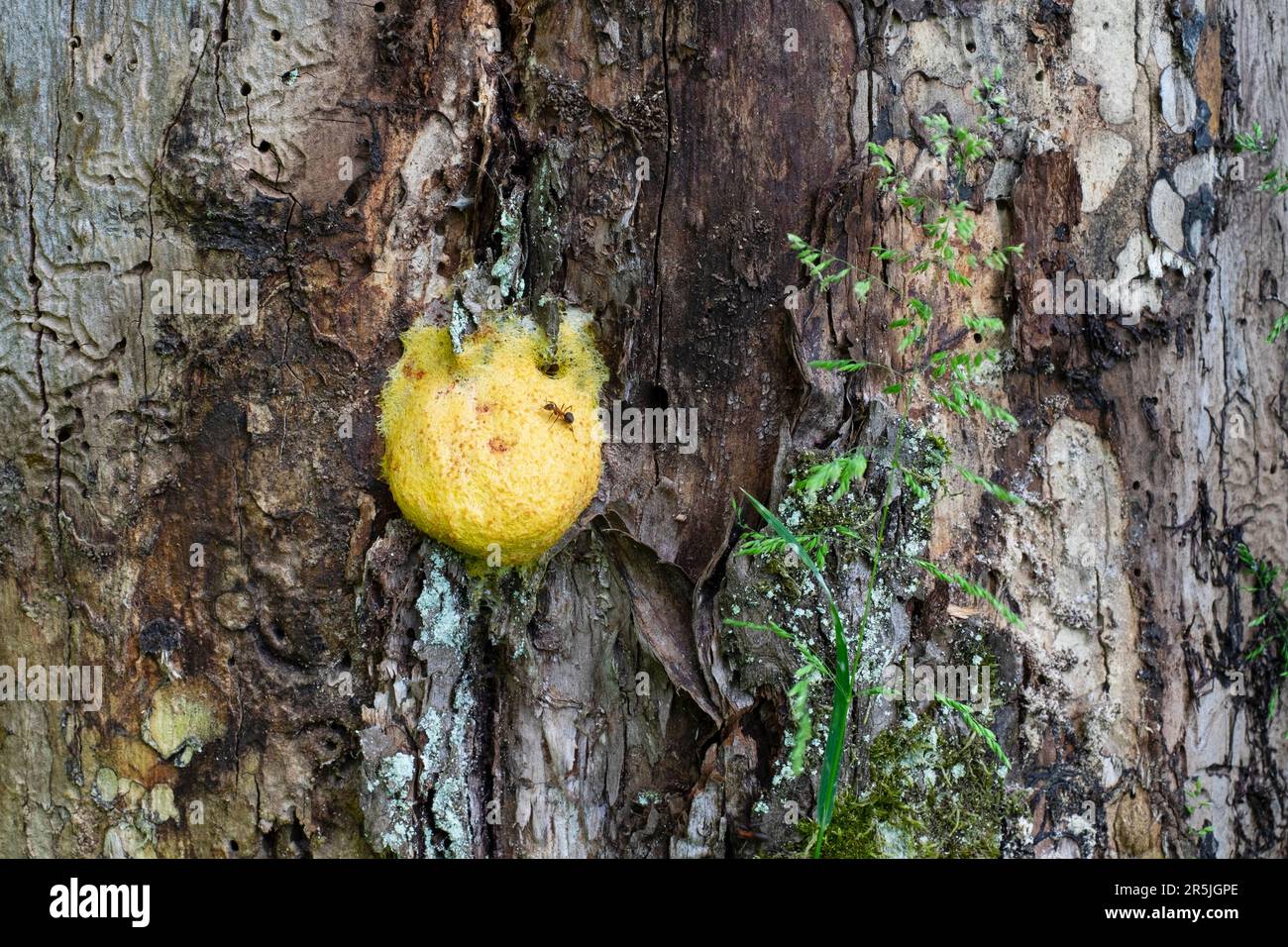 fuligo septical slime mould mold growing on dead tree stump zala county ...