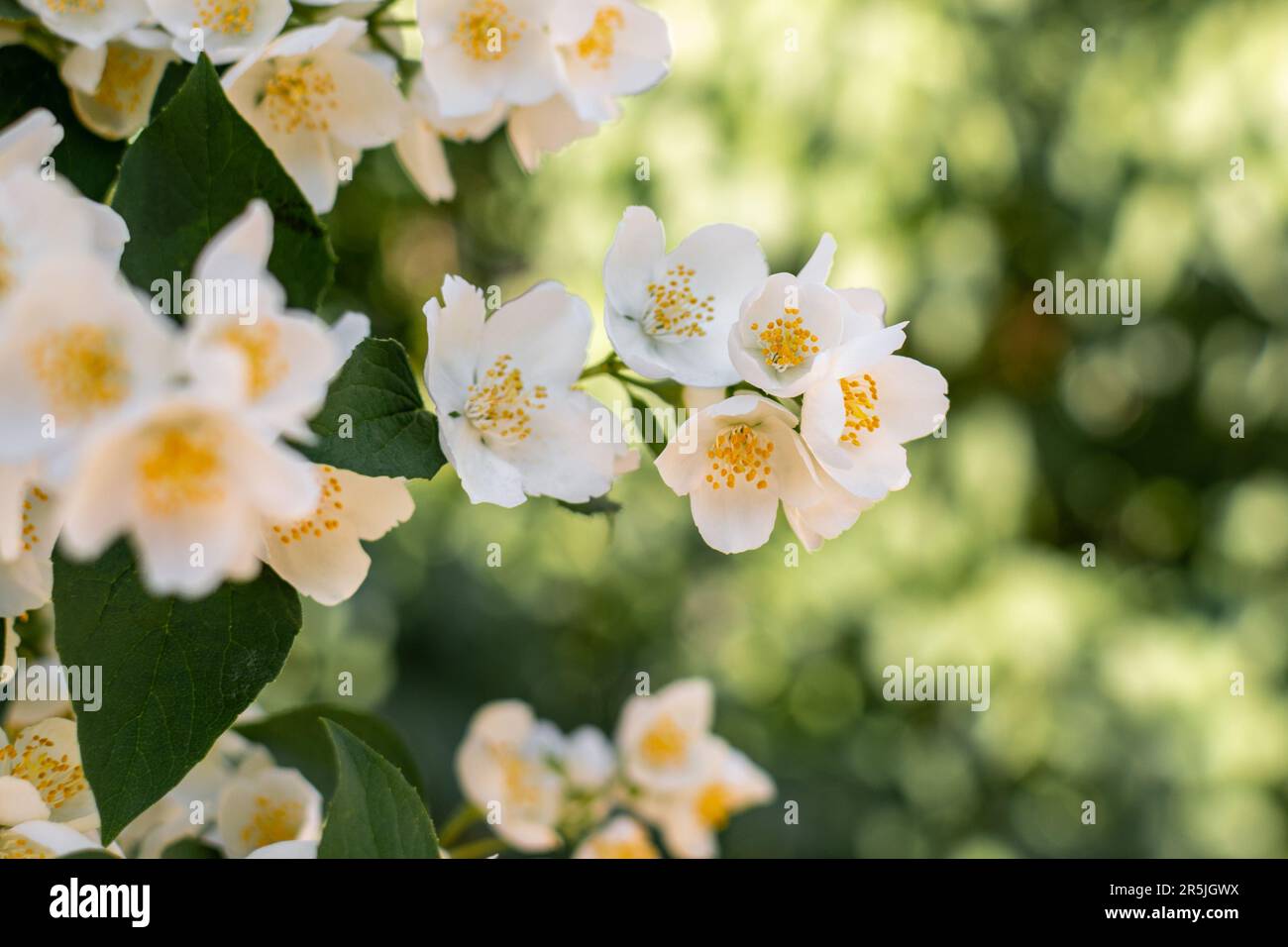 Whitw flowers hi-res stock photography and images - Alamy