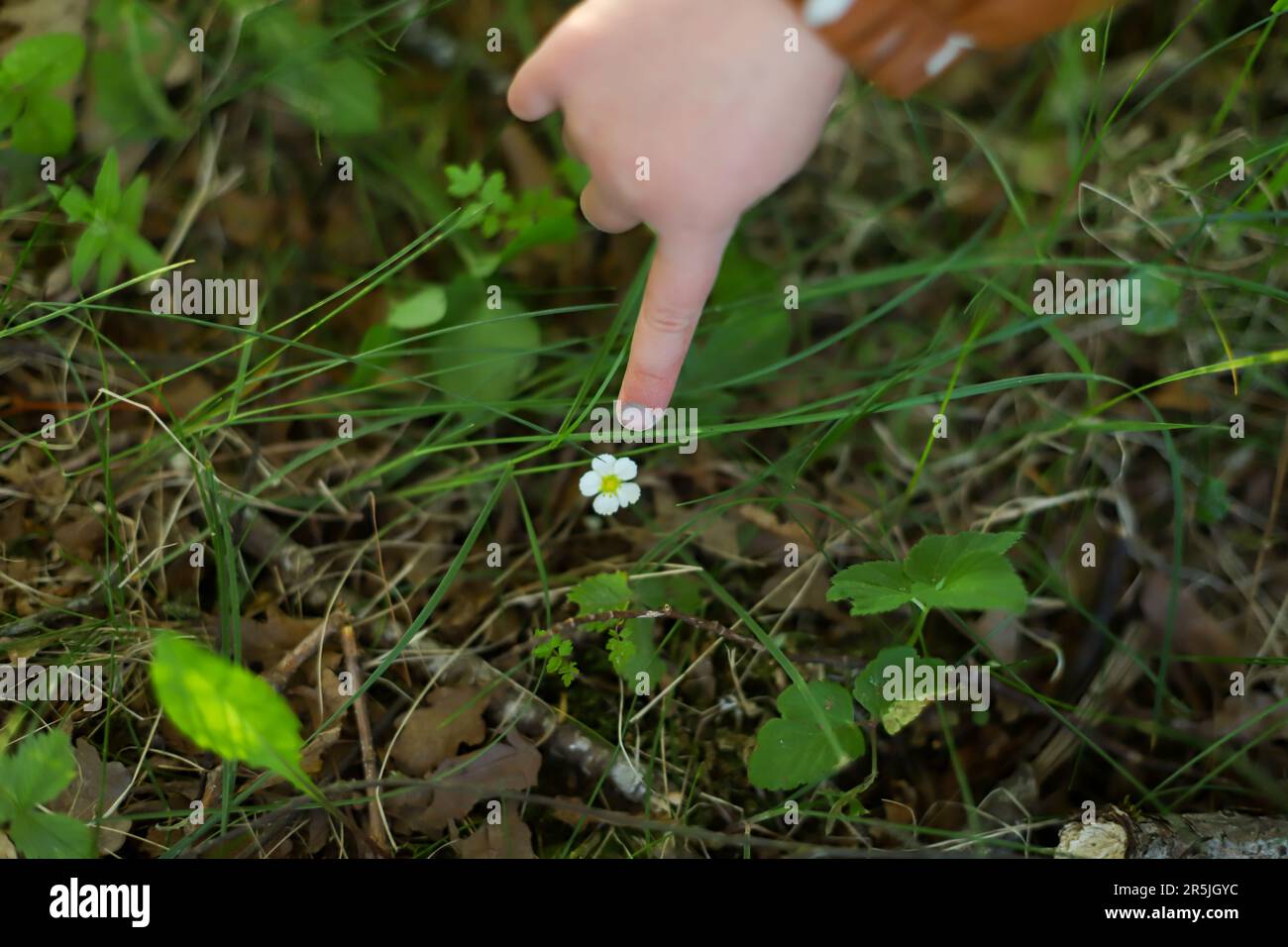 Finger of little child girl pointing to blooming white small flower in ...