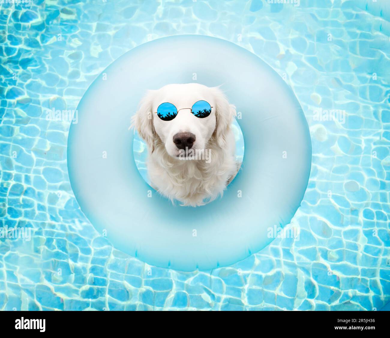 Puppy dog summer vacation inside of a ring swimming pool float. High ...