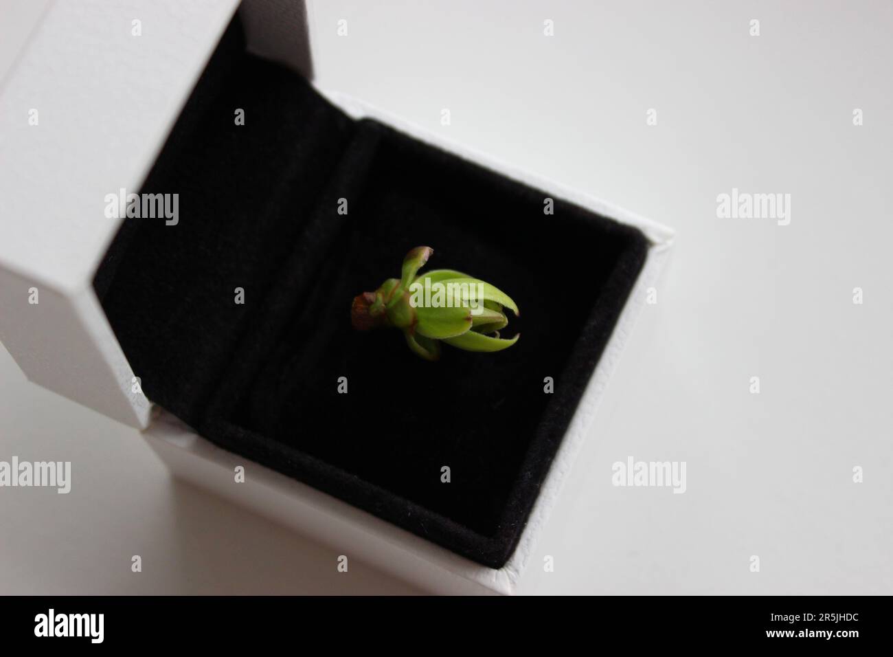 Tree bud with barely blooming leaves in a jewelry box. Concept photo ...