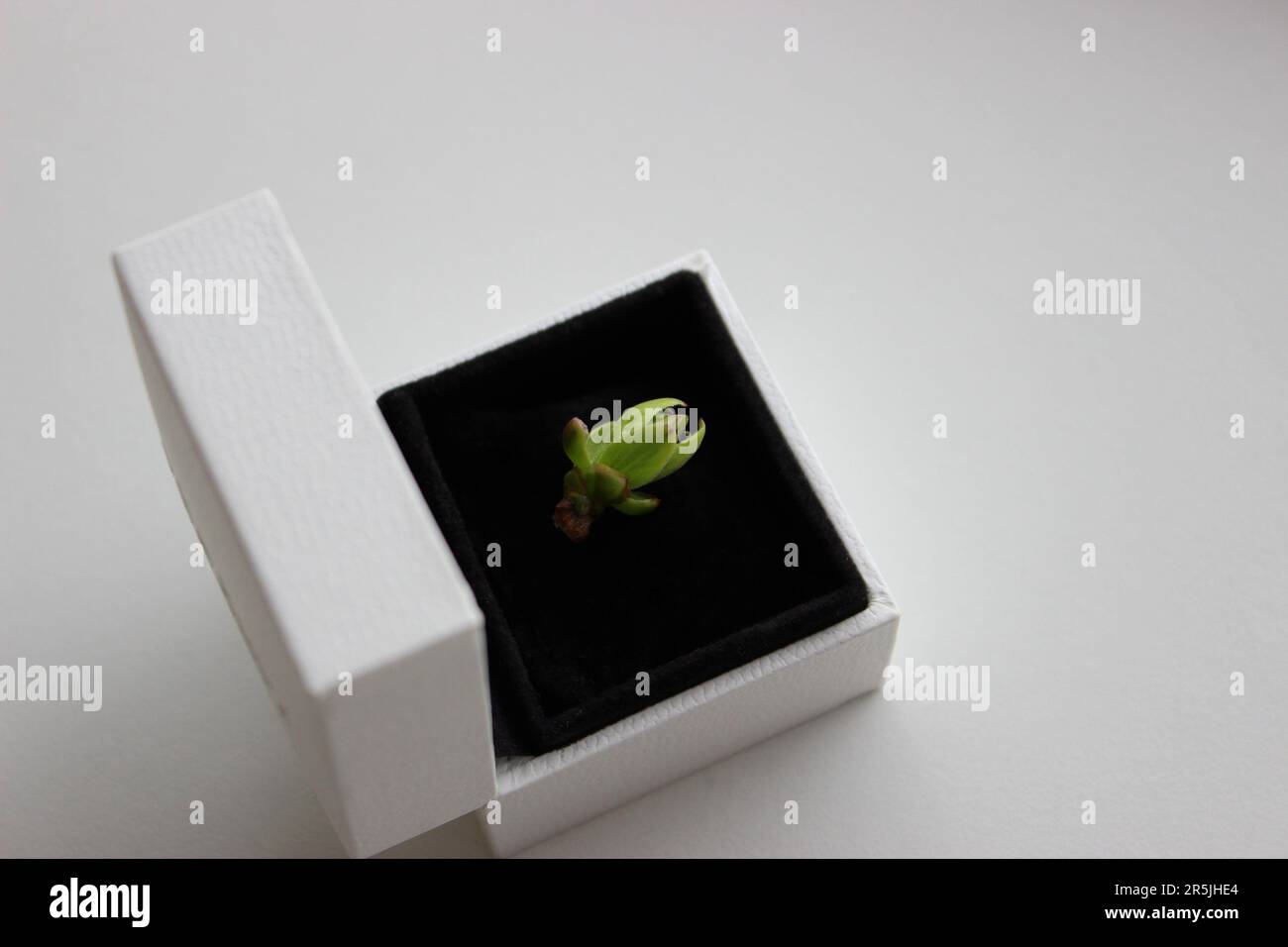 Metaphoric Photo Of Gift Of Nature. Young Soft Bud With First Leaves In ...