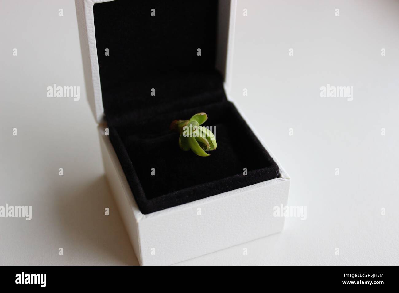 Green Bud With First Leaves On A Black Velvet Upholstery Inside Jewelry ...