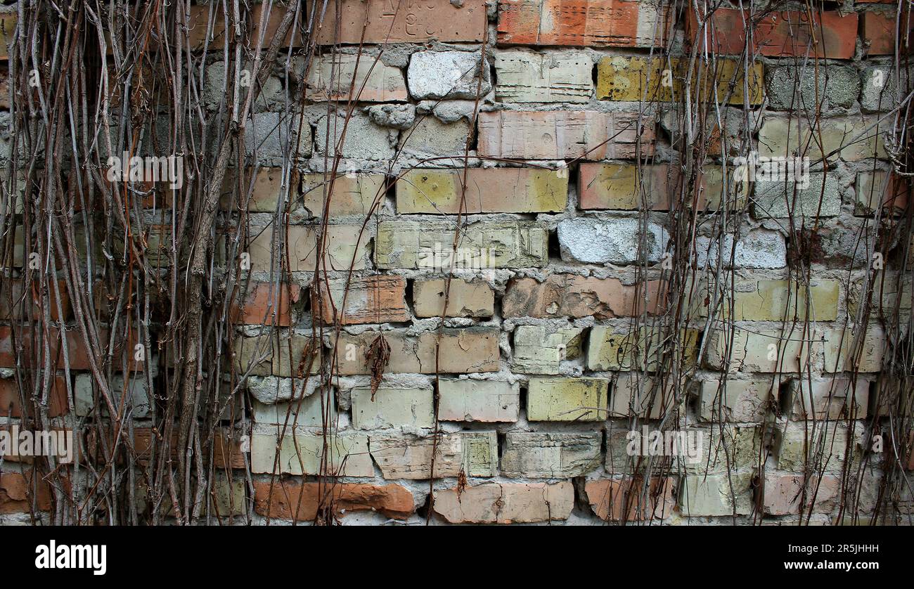 Pattern of creeping branches over a wall of old cracked brick stock ...