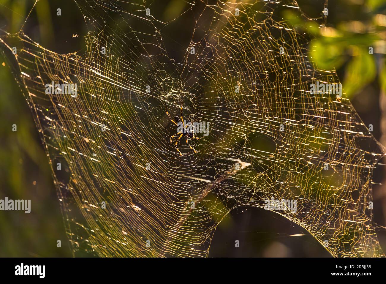 Spider in Majete National Park, Malawi Stock Photo - Alamy