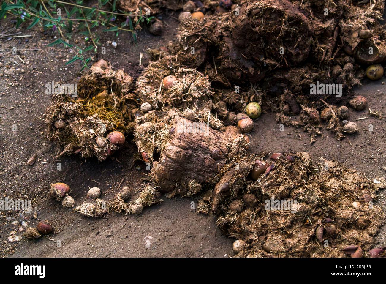 Elephant dung in Majete National Park still serves as food for many ...