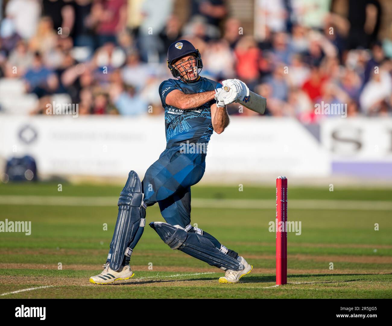 Falcons hi-res stock photography and images - Alamy