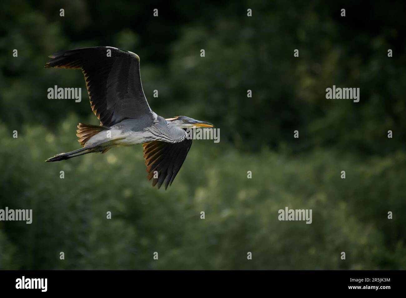 Heron in flight seen from the side Stock Photo - Alamy