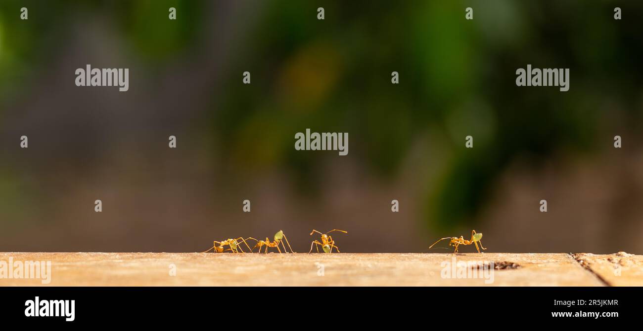yellow crazy ants walking along wood Stock Photo - Alamy