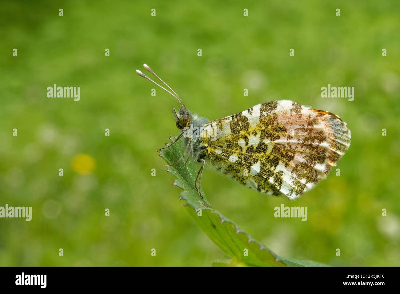 Nettle tree butterfly hi-res stock photography and images - Alamy