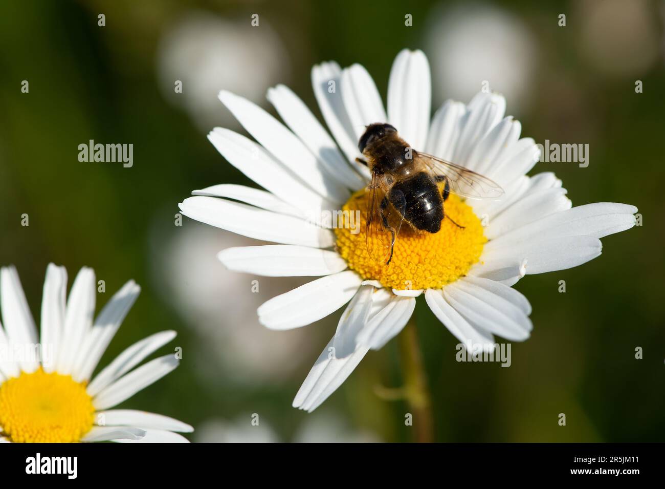 Yellow wasps hi-res stock photography and images - Alamy