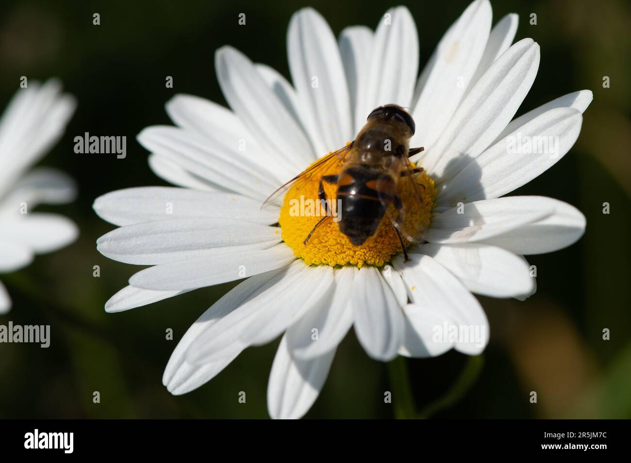 Dorney Reach, UK. 4th June, 2023. A pollinator gathers pollen from a ...
