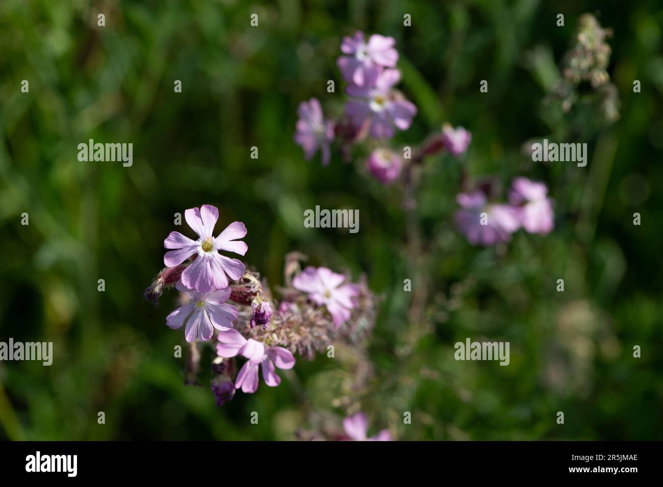 Dorney Reach, UK. 4th June, 2023. Pretty pink flowers of the herb ...