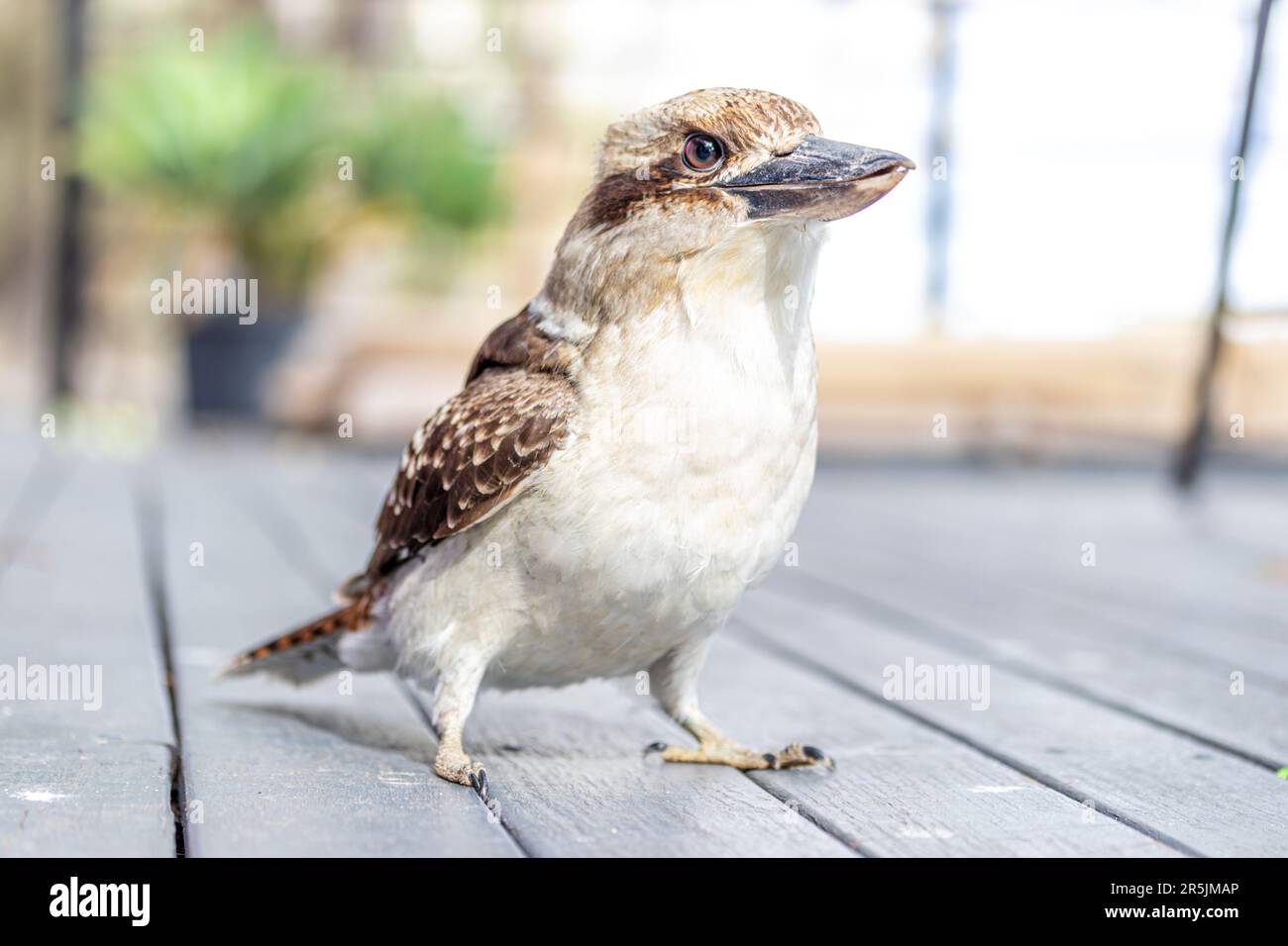 Laughing Kookaburra in the South Australian Riverland Stock Photo - Alamy
