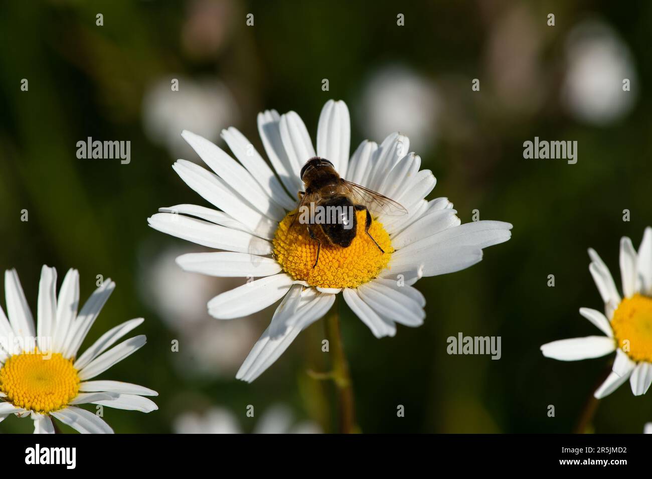 Dorney Reach, UK. 4th June, 2023. A pollinator gathers pollen from a ...