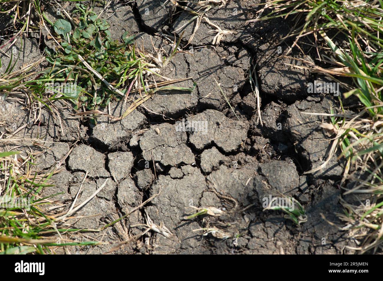 Dorney Reach, UK. 4th June, 2023. Cracked soil as fields dry out due to ...