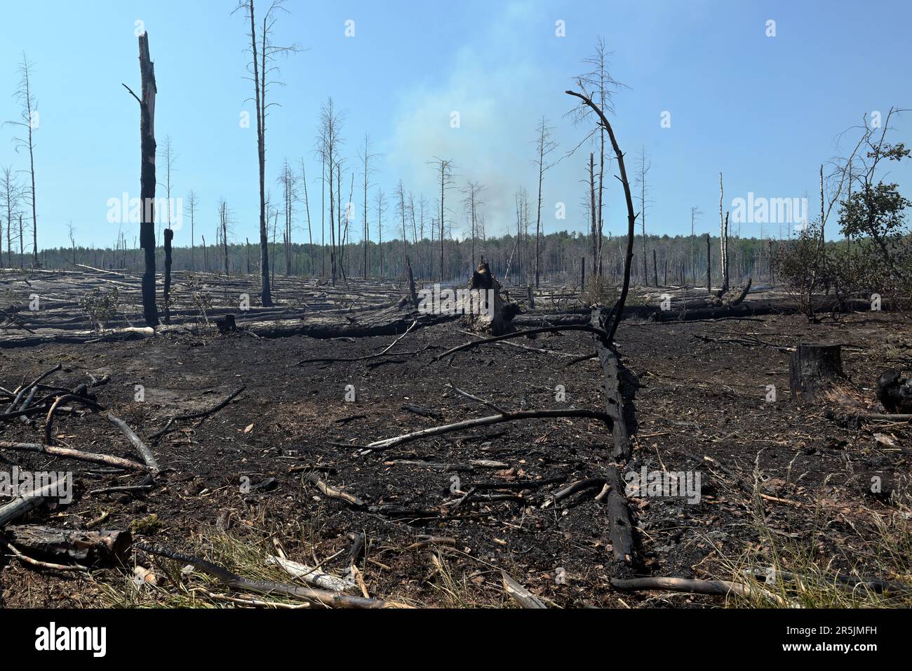 04 June 2023, Brandenburg, Jüterbog: Burnt forest near Jüterbog. The ...