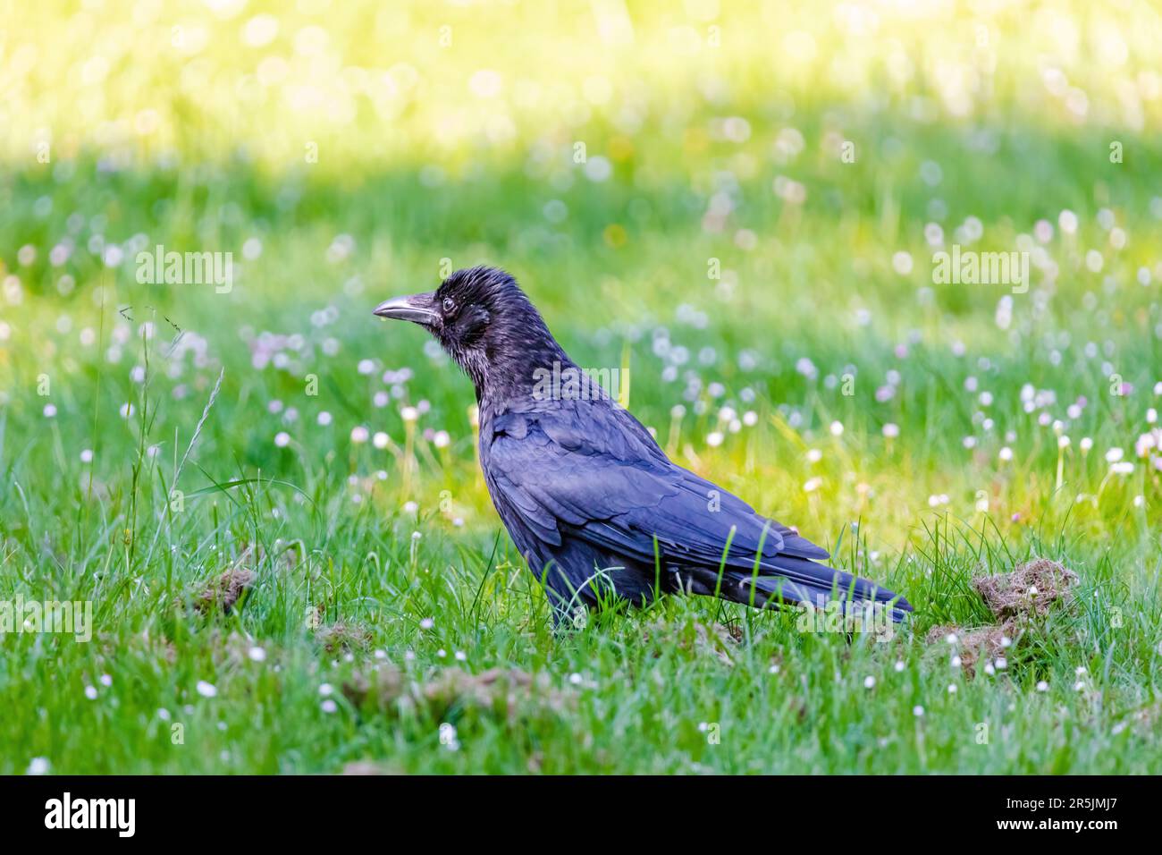 Crow landing on field hi-res stock photography and images - Alamy