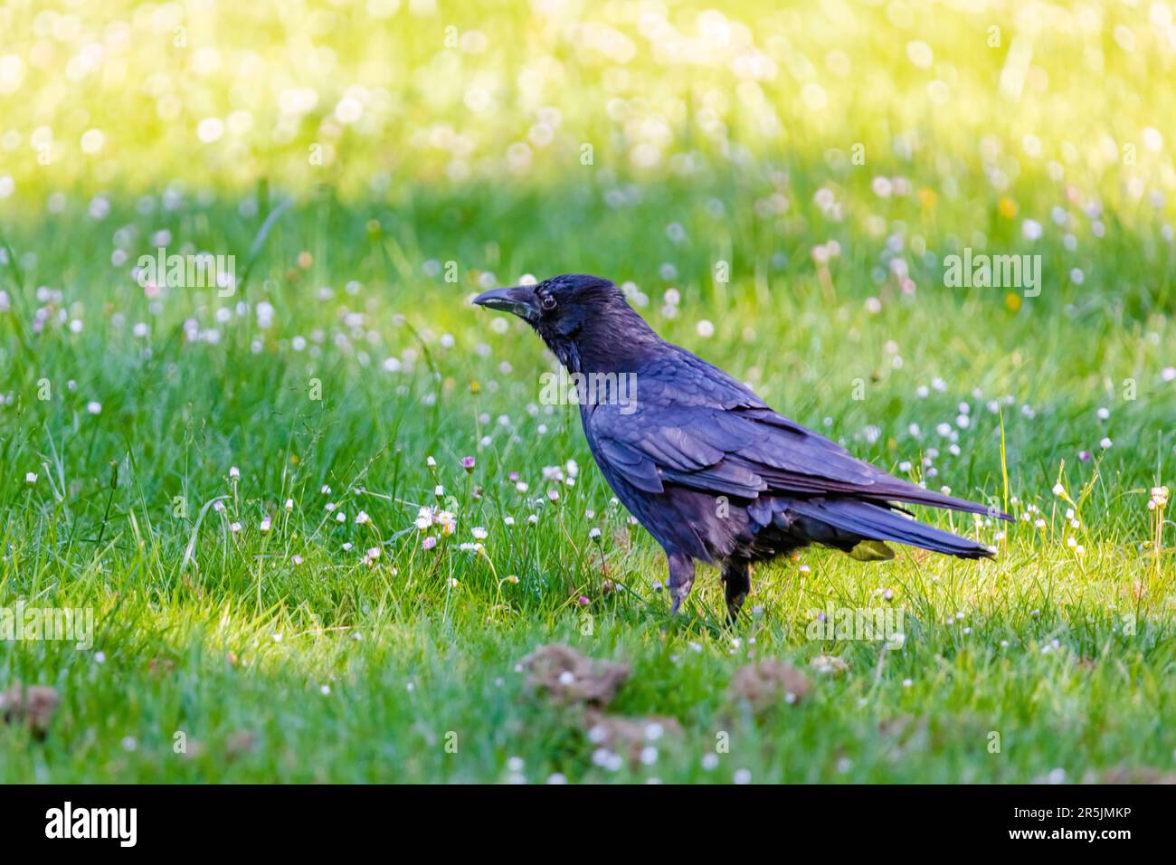 Crow landing on field hi-res stock photography and images - Alamy