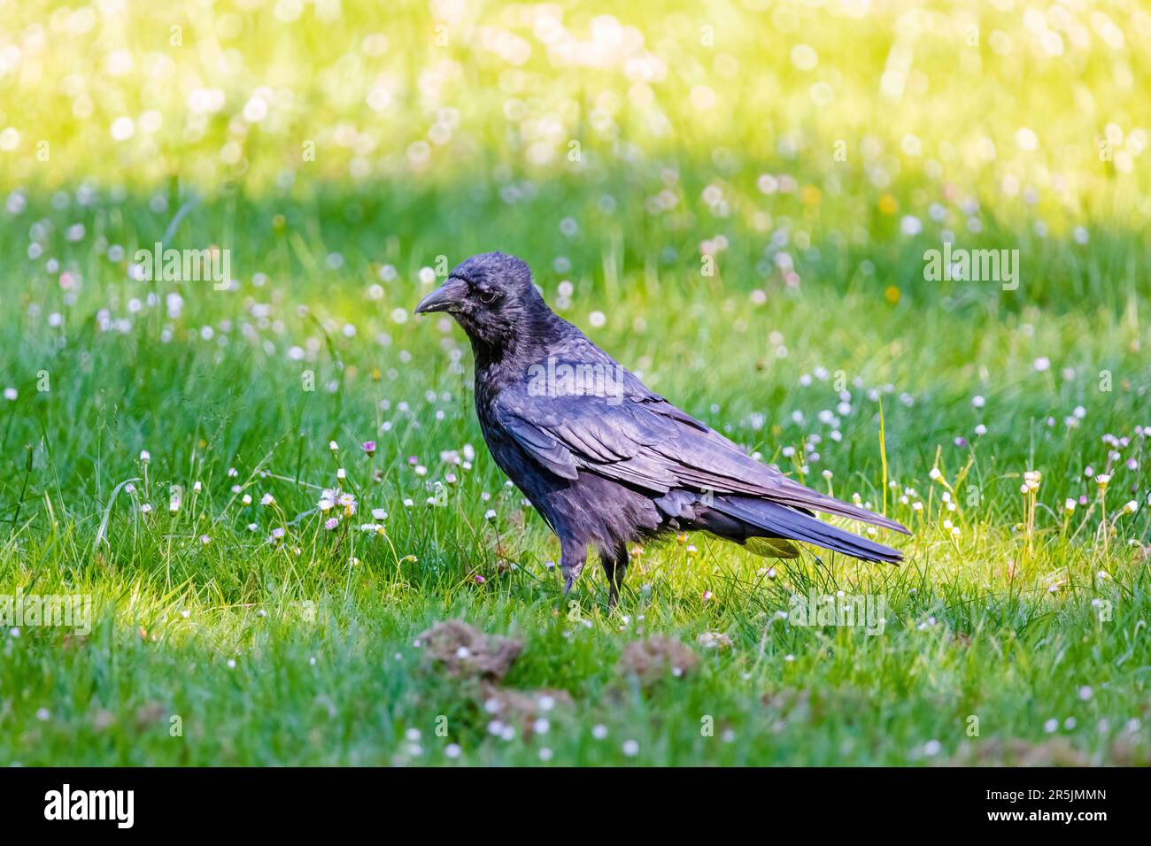Crow landing on field hi-res stock photography and images - Alamy