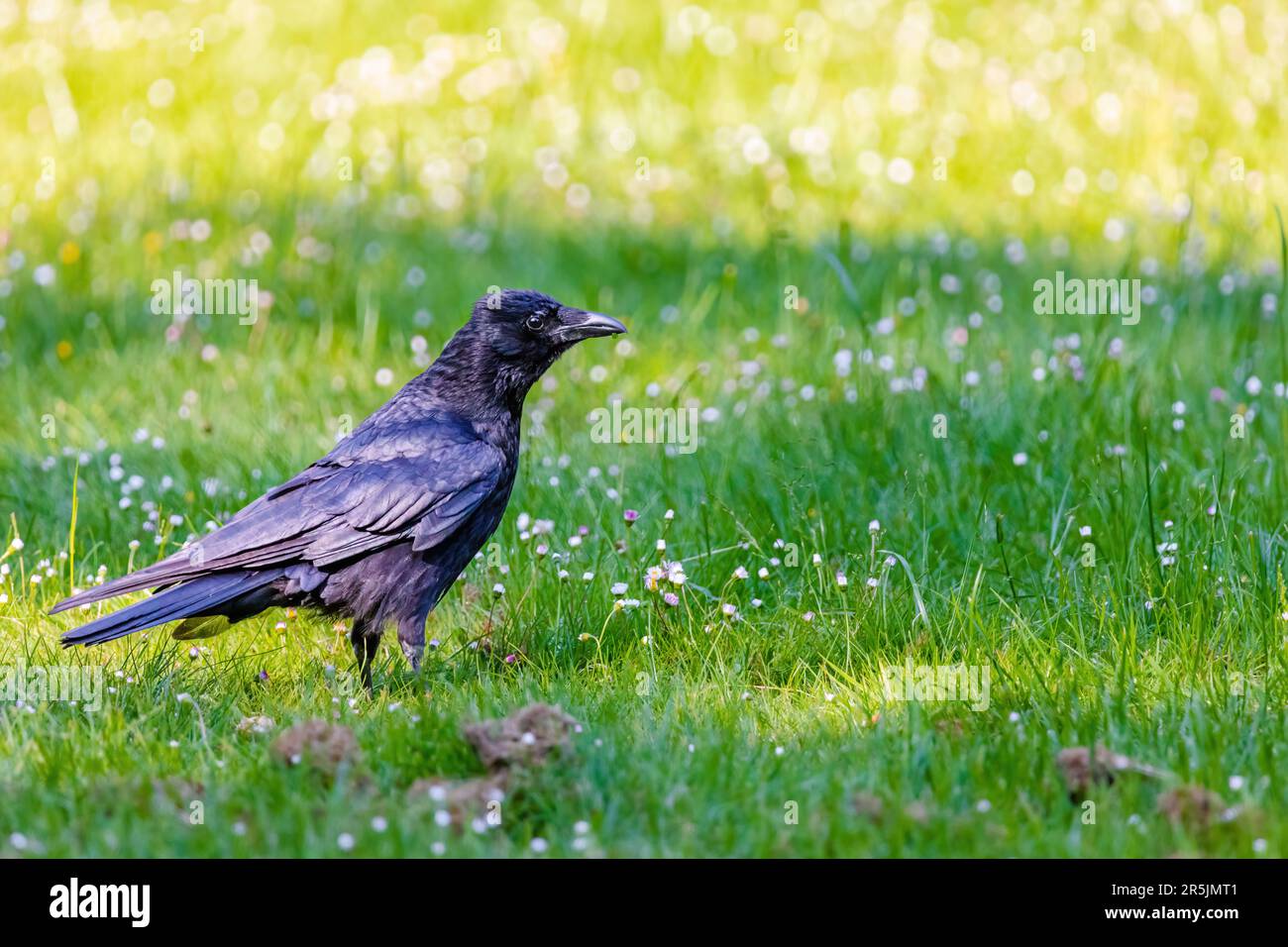 Carrion crow (Corvus corone) black bird perched on ground Stock Photo ...