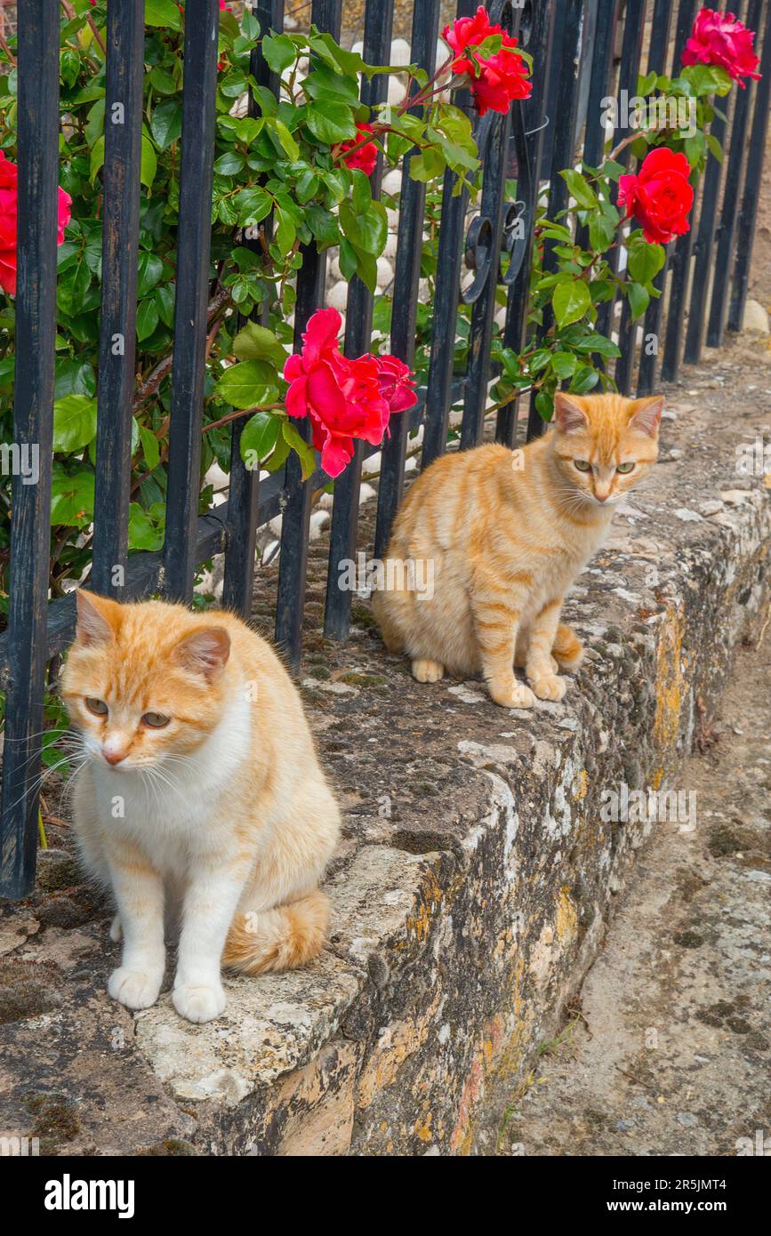 Orange tabby cats in a garden Stock Photo - Alamy