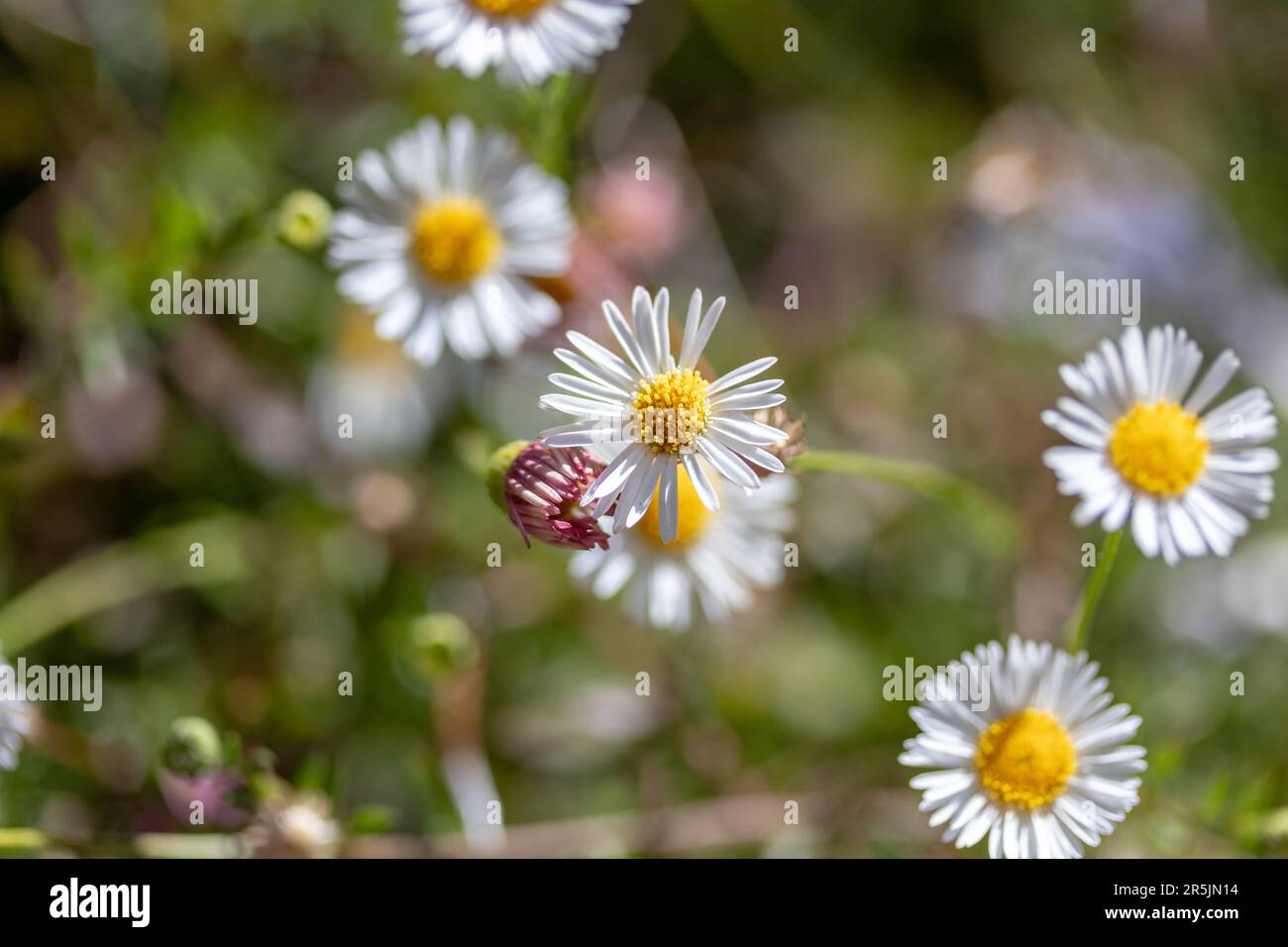 bees pollinating some daisies with high bokeh Stock Photo - Alamy