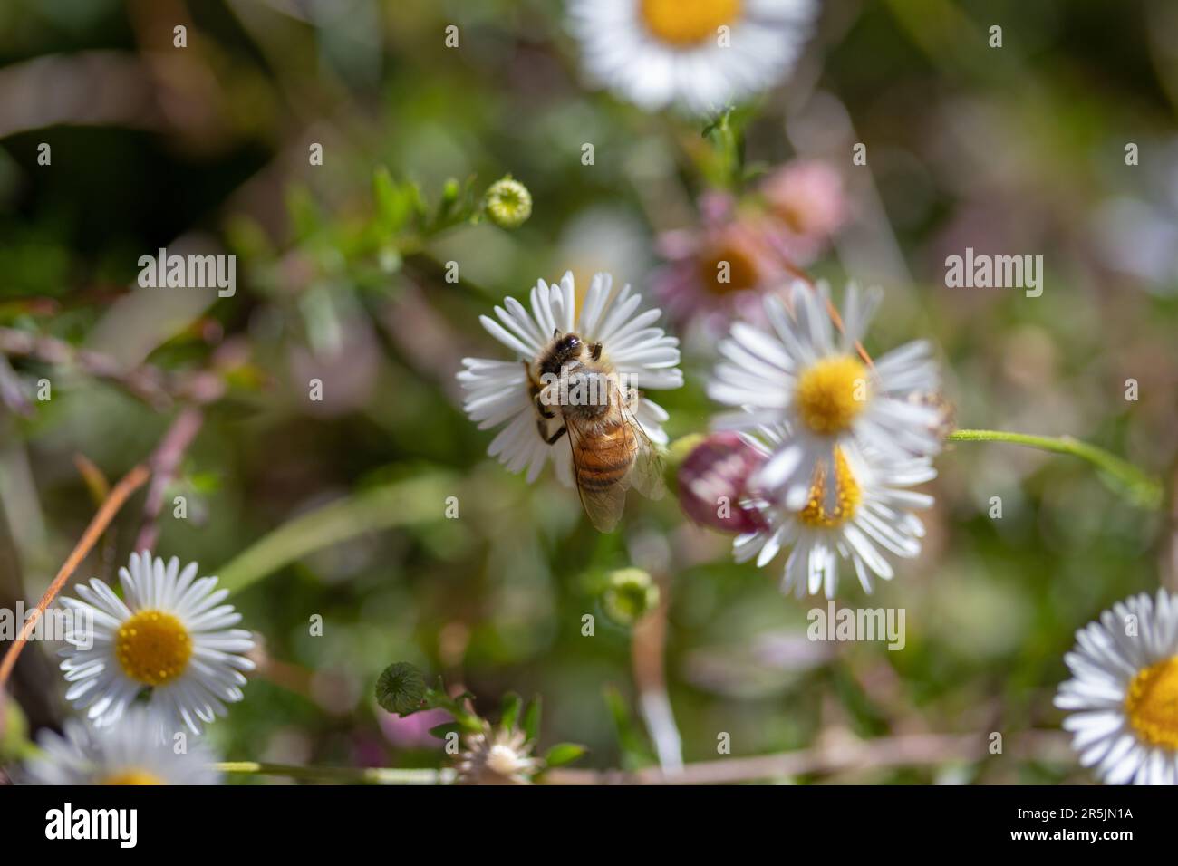 bees pollinating some daisies with high bokeh Stock Photo - Alamy