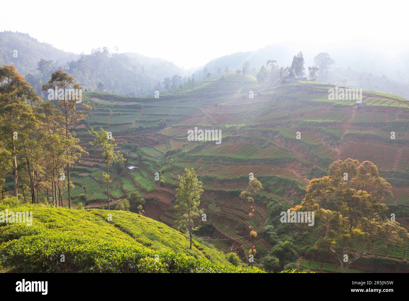 Cultivated hillside vegetable plantations on Sri Lanka. Beautiful rural ...