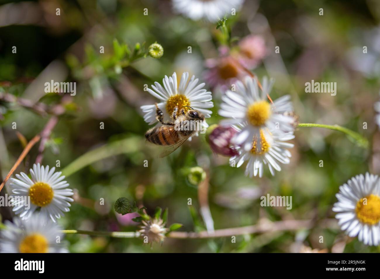 bees pollinating some daisies with high bokeh Stock Photo - Alamy