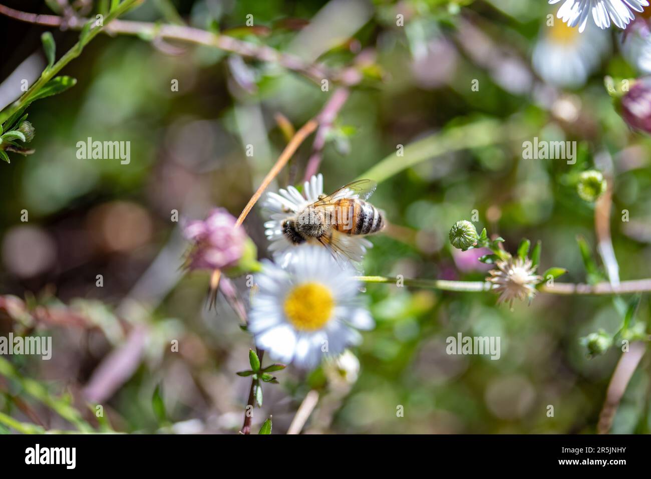 bees pollinating some daisies with high bokeh Stock Photo - Alamy