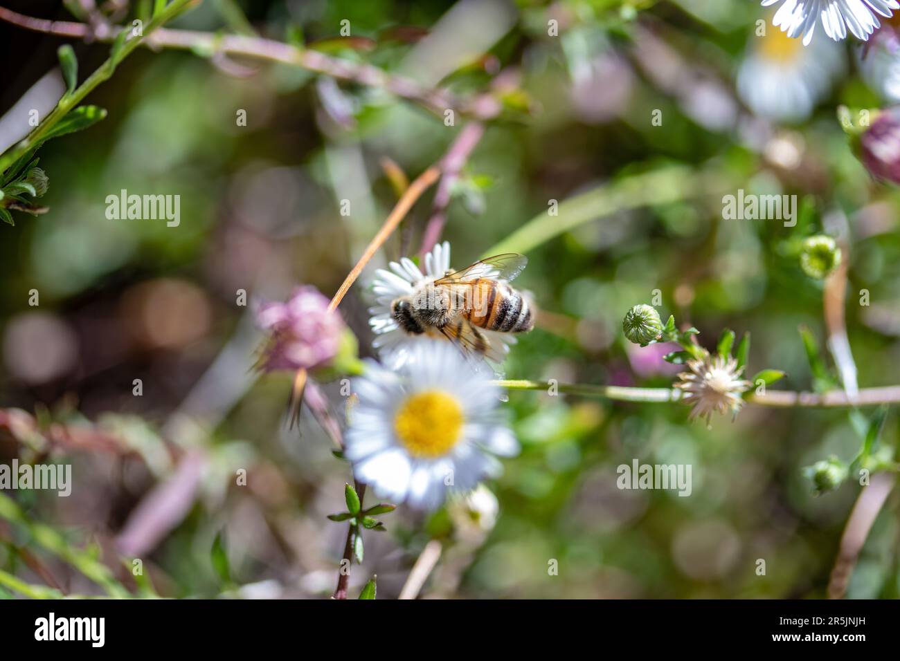 bees pollinating some daisies with high bokeh Stock Photo - Alamy